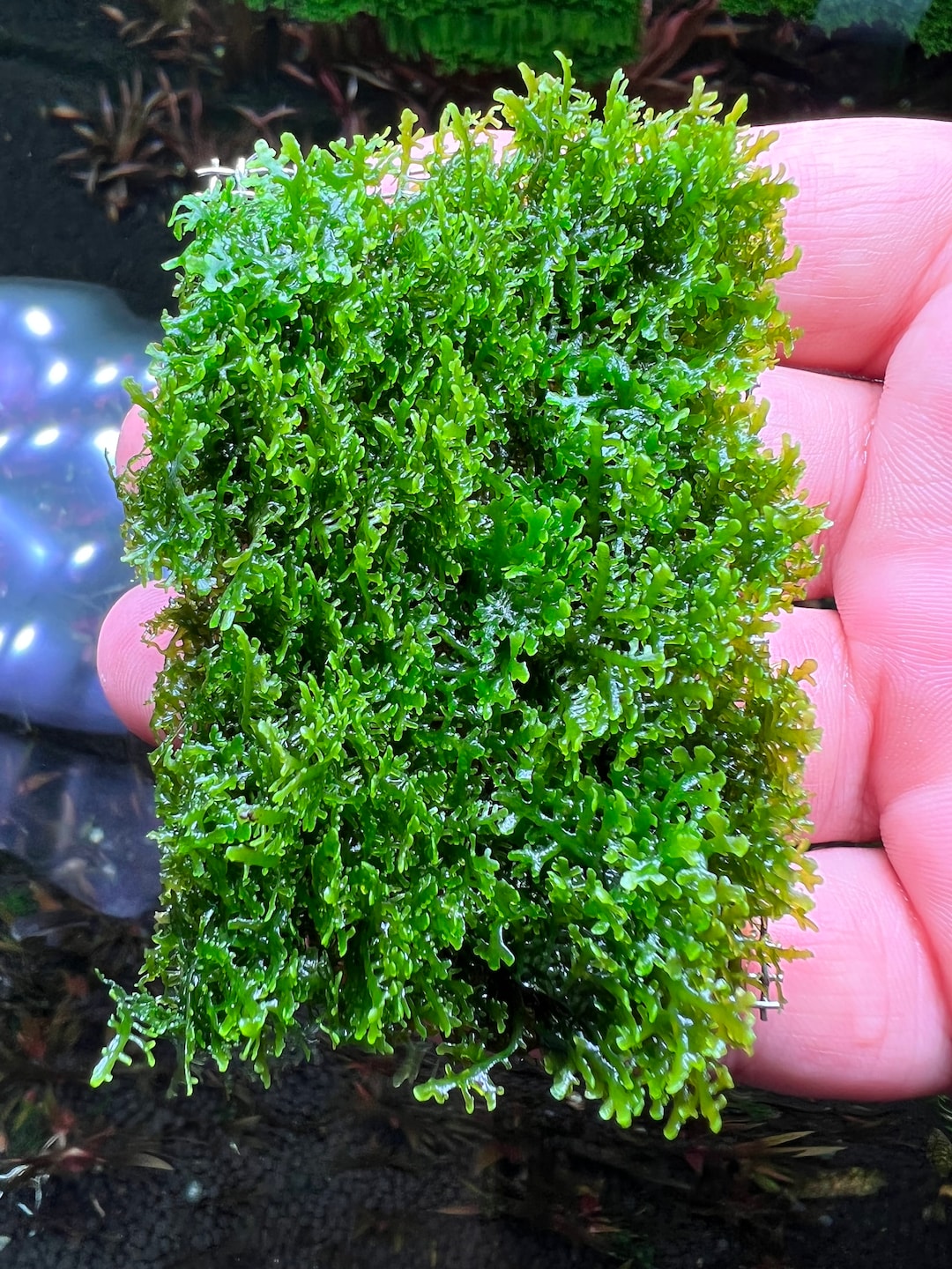 Coral Moss/mini Pellia on Stainless Steel Mesh Live Aquarium Plant - Etsy