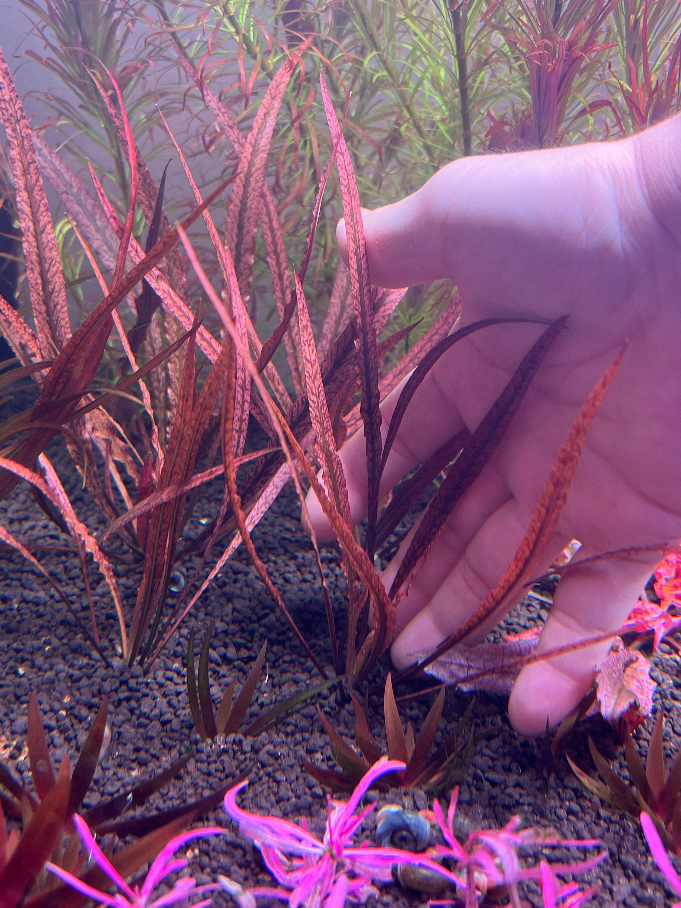Cryptocoryne Spiralis