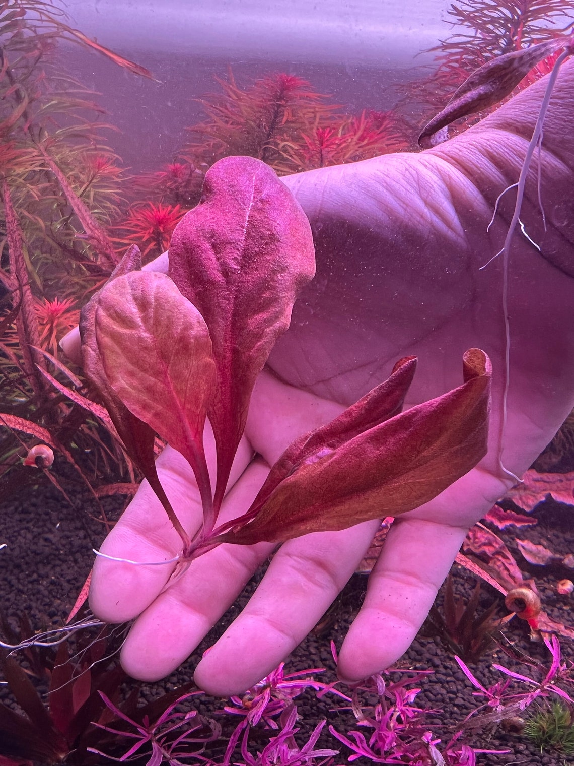 Samolus Parviflorus Red Rare Live Aquarium Plants | Etsy