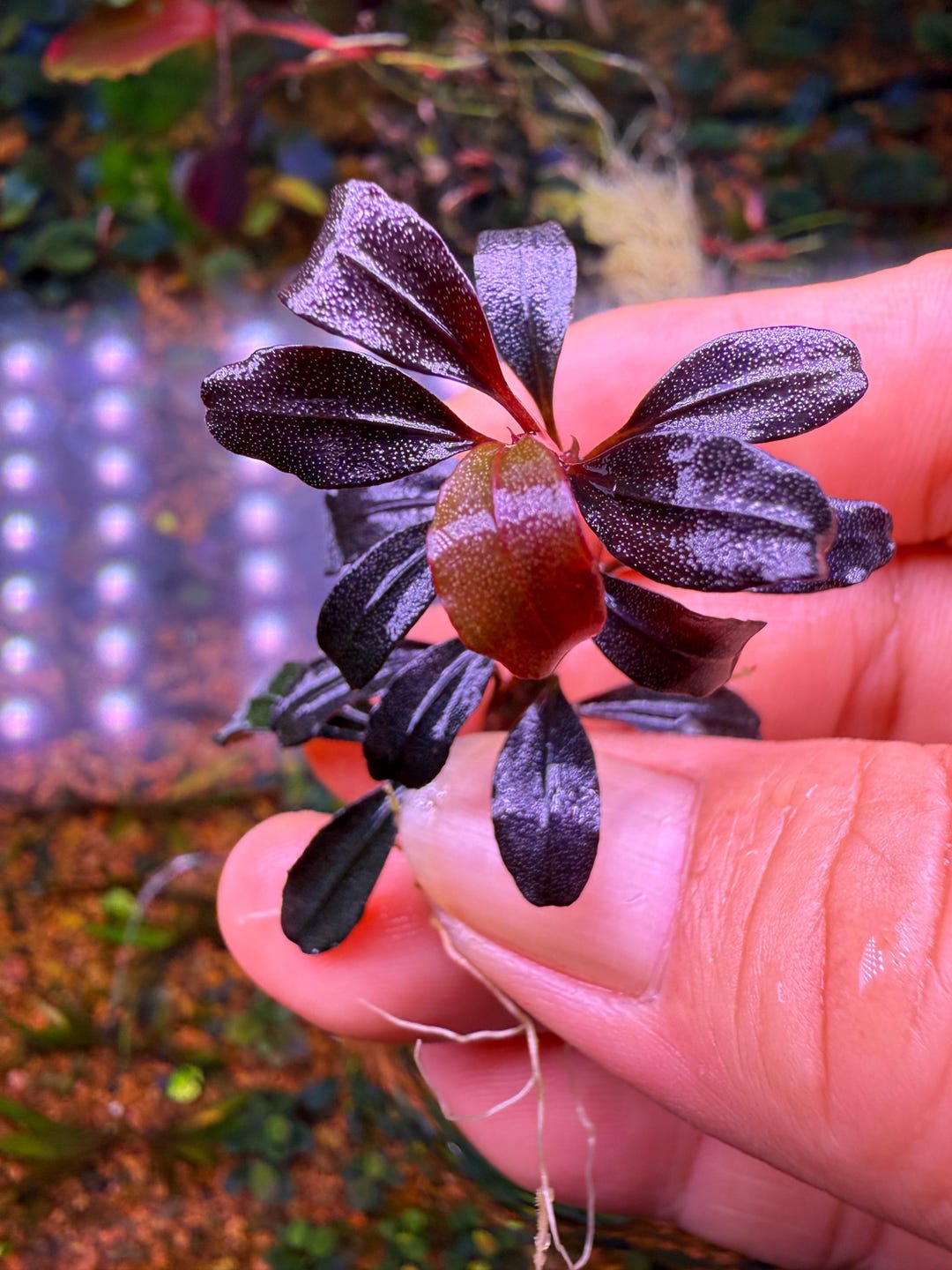 Bucephalandra Brownie Jade 2014 Rare Live Aquarium Plant - Etsy