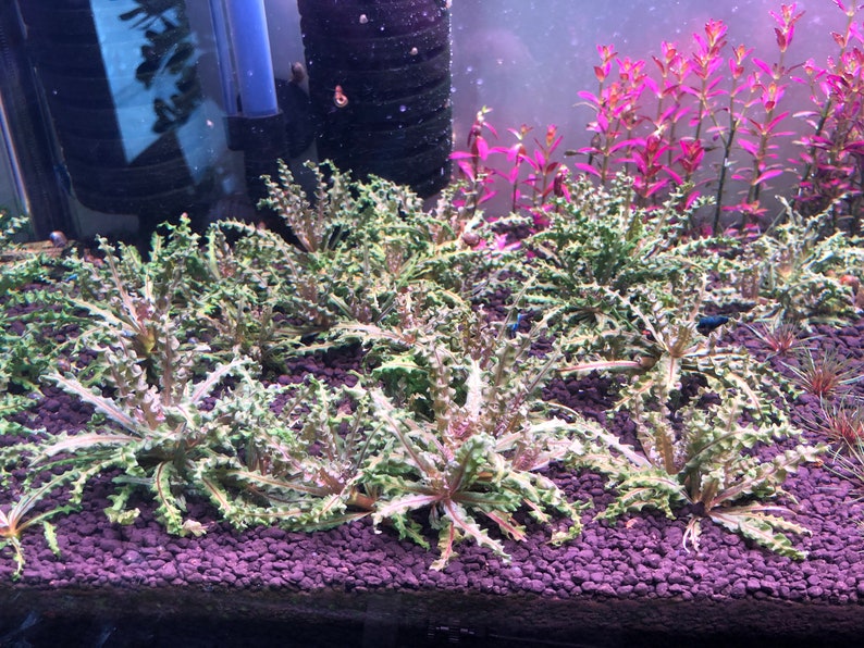 Pogostemon Helferi Downoi Red Rare Live Aquarium Plants - Etsy