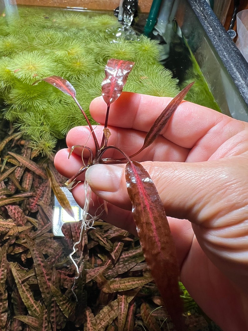 Cryptocoryne Jacobsenii Pink Rare Live Aquarium Plant - Etsy UK