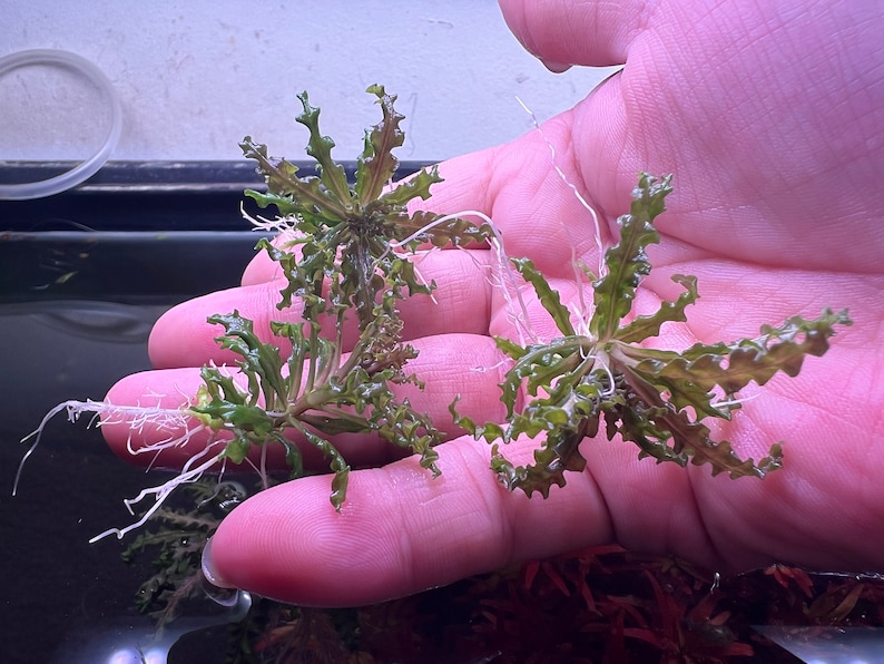 Pogostemon Helferi Downoi Red Rare Live Aquarium Plants - Etsy