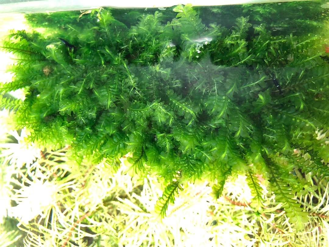 Cameroon Moss Rare Live Aquatic Plant - Etsy