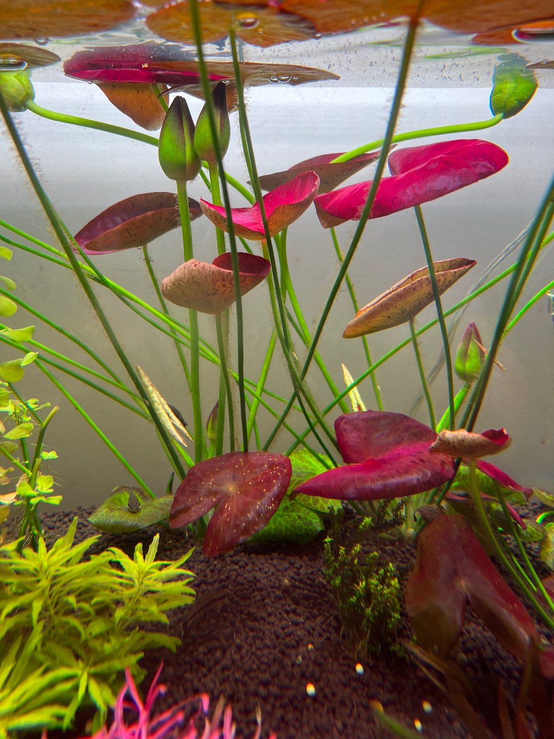 Nymphaea Sp. Peru Puerto Maldonado Young Plant Rare Live Aquarium Plant ...