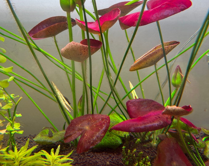 Nymphaea Sp. Peru Puerto Maldonado Young Plant Rare Live Aquarium Plant ...