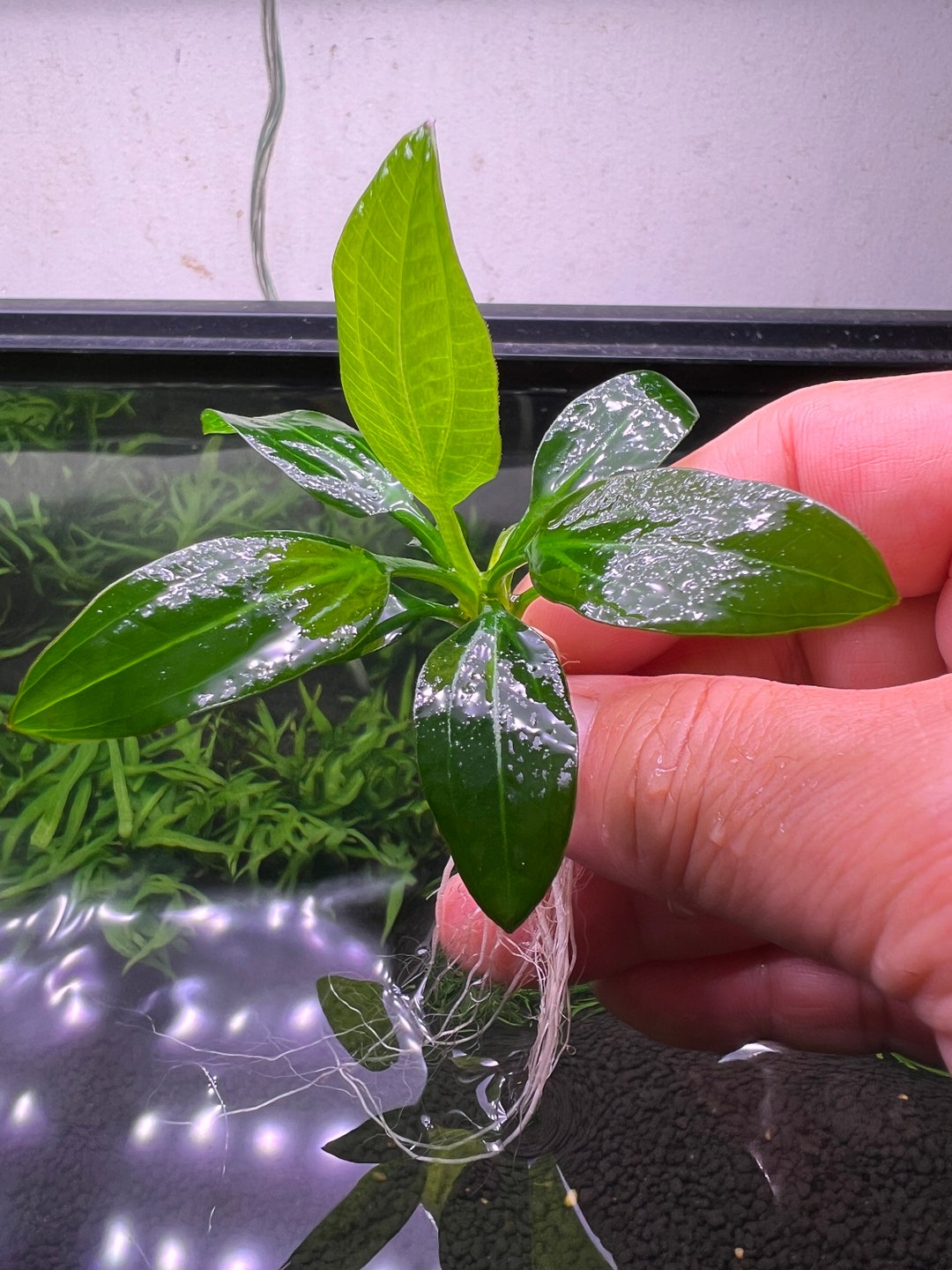 Echinodorus Opacus Verde Rare Live Aquarium Plant - Etsy