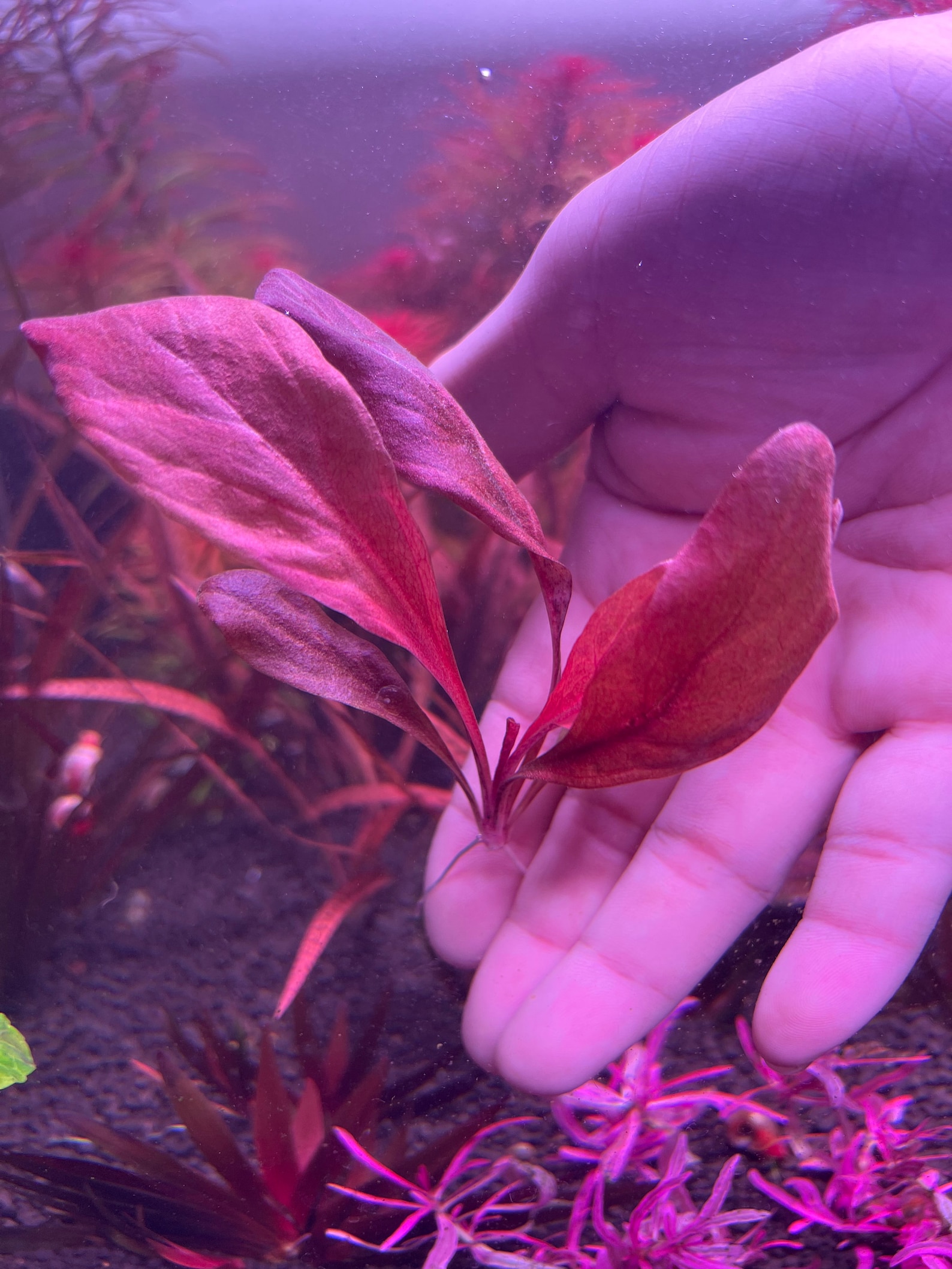 Samolus Parviflorus Red Rare Live Aquarium Plants - Etsy