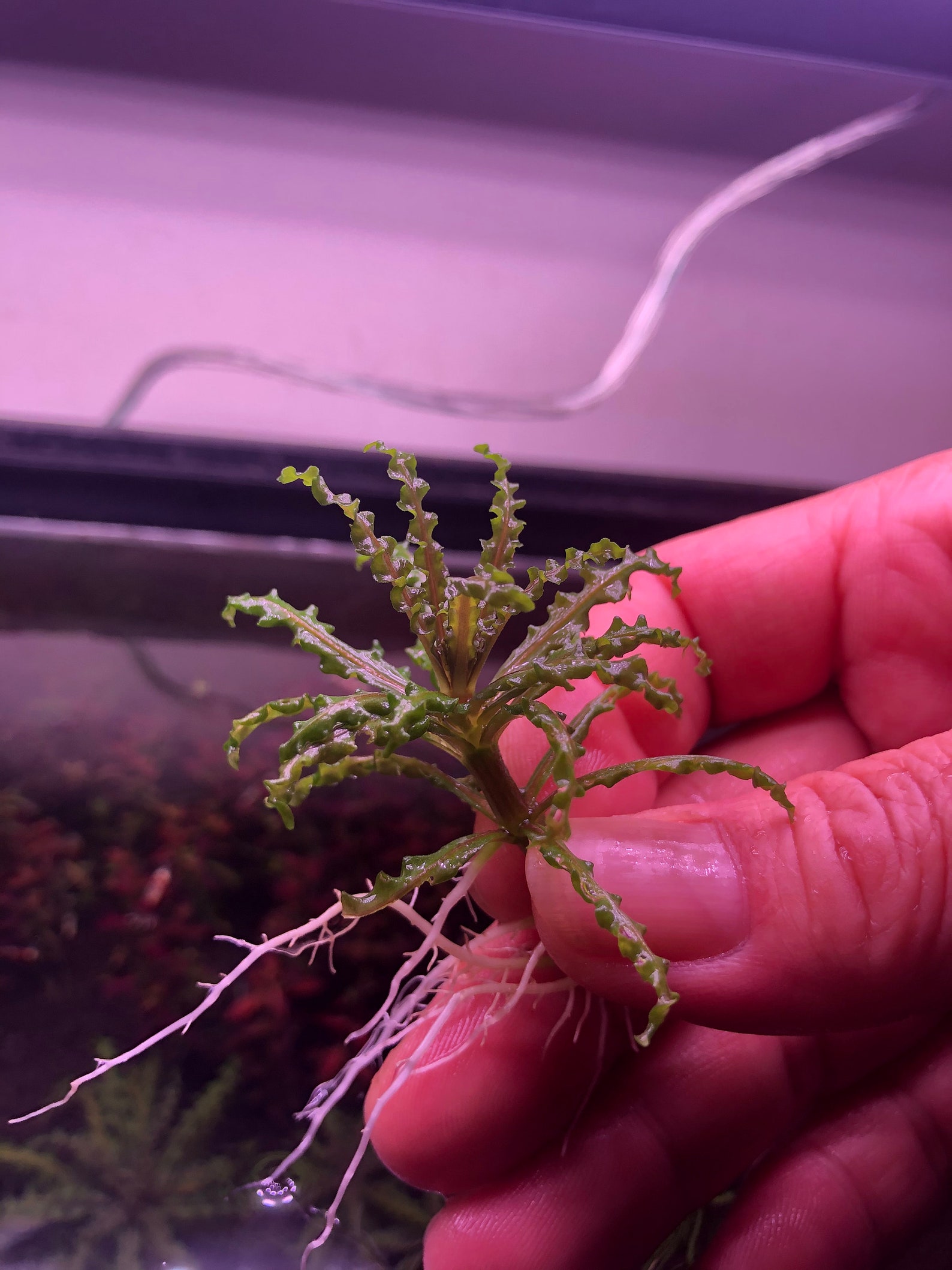 Pogostemon Helferi Downoi Red Rare Live Aquarium Plants - Etsy
