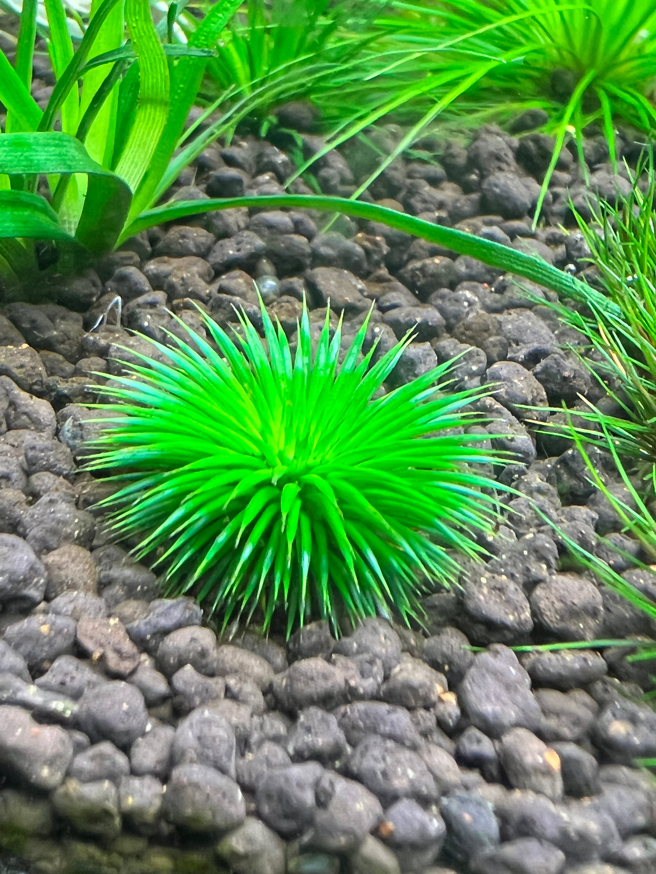 Eriocaulon Ratnagiricum Rare Live Aquarium Plant - Etsy