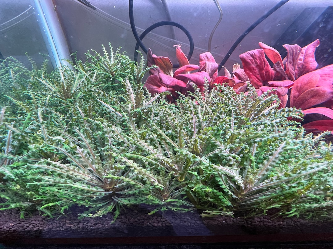Pogostemon Helferi Downoi Red Rare Live Aquarium Plants - Etsy