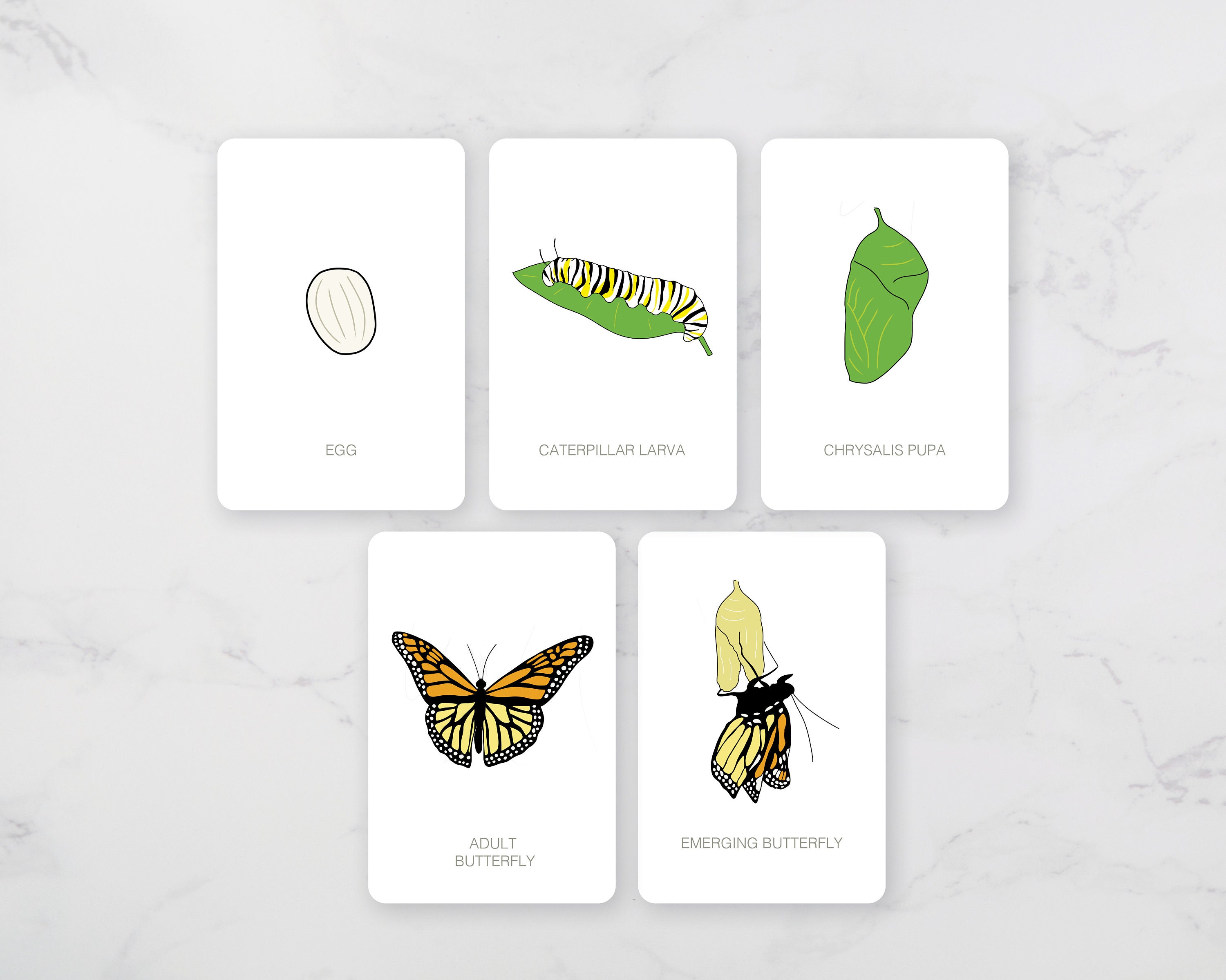 Life Cycle of a Butterfly Flash Cards Digital Download, Instant Print ...