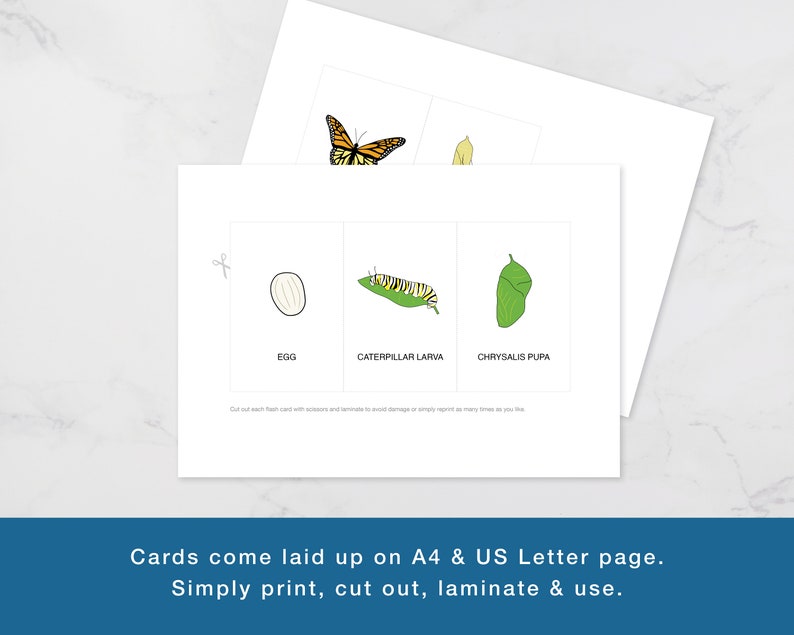 Life Cycle of a Butterfly Flash Cards Education School Activity - Etsy