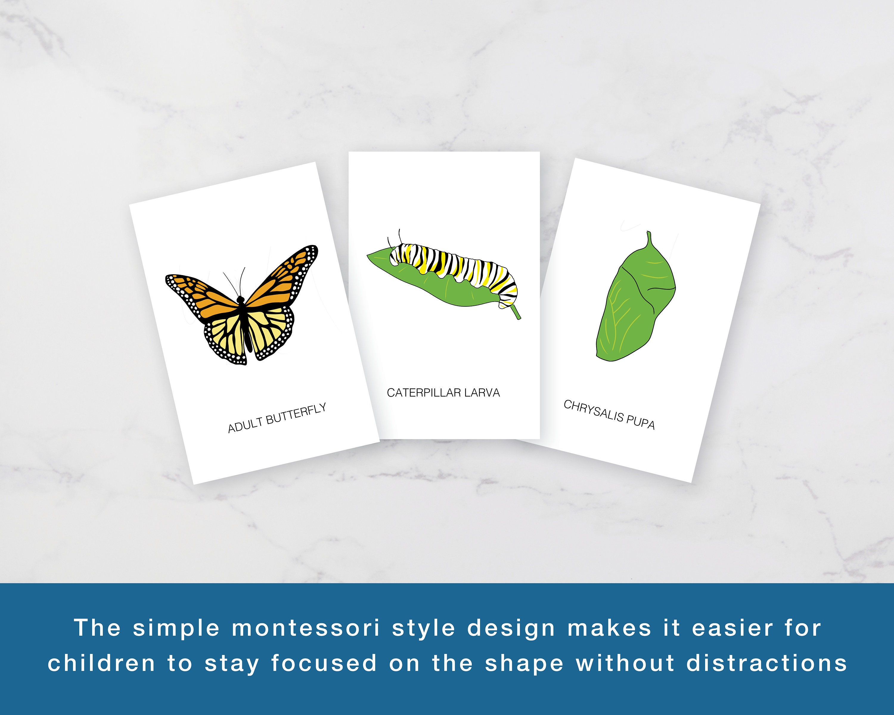 Life Cycle of a Butterfly Flash Cards Education School Activity - Etsy