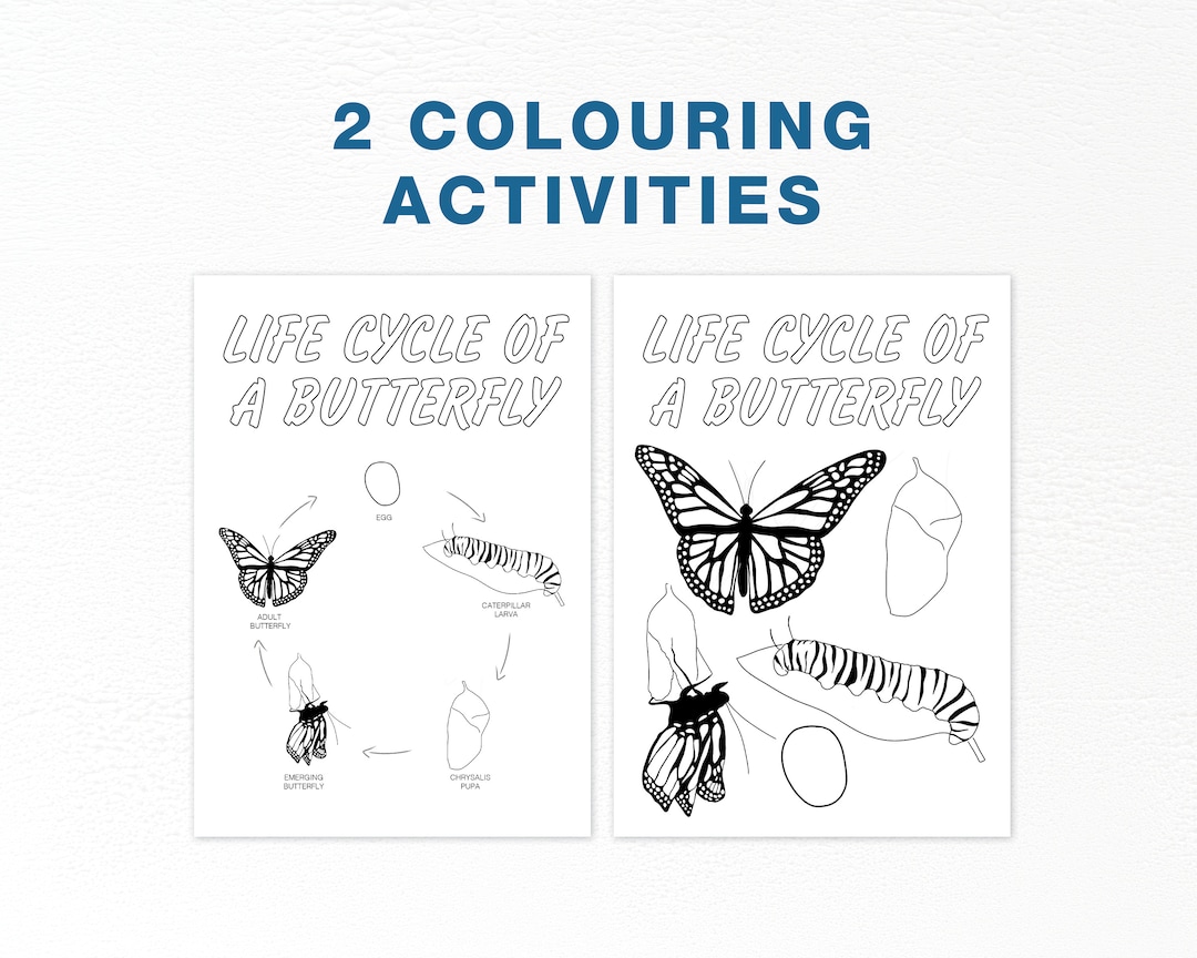 Life Cycle of a Butterfly Colouring Activity Colour in Art & Craft - Etsy