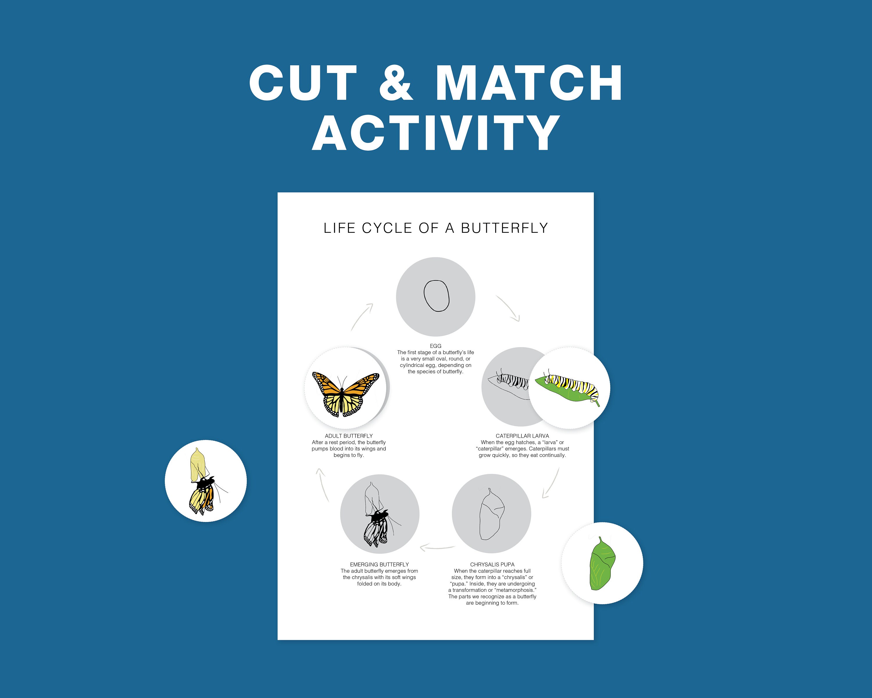 Life Cycle of a Butterfly Cut & Match Activity Sheet Education School ...