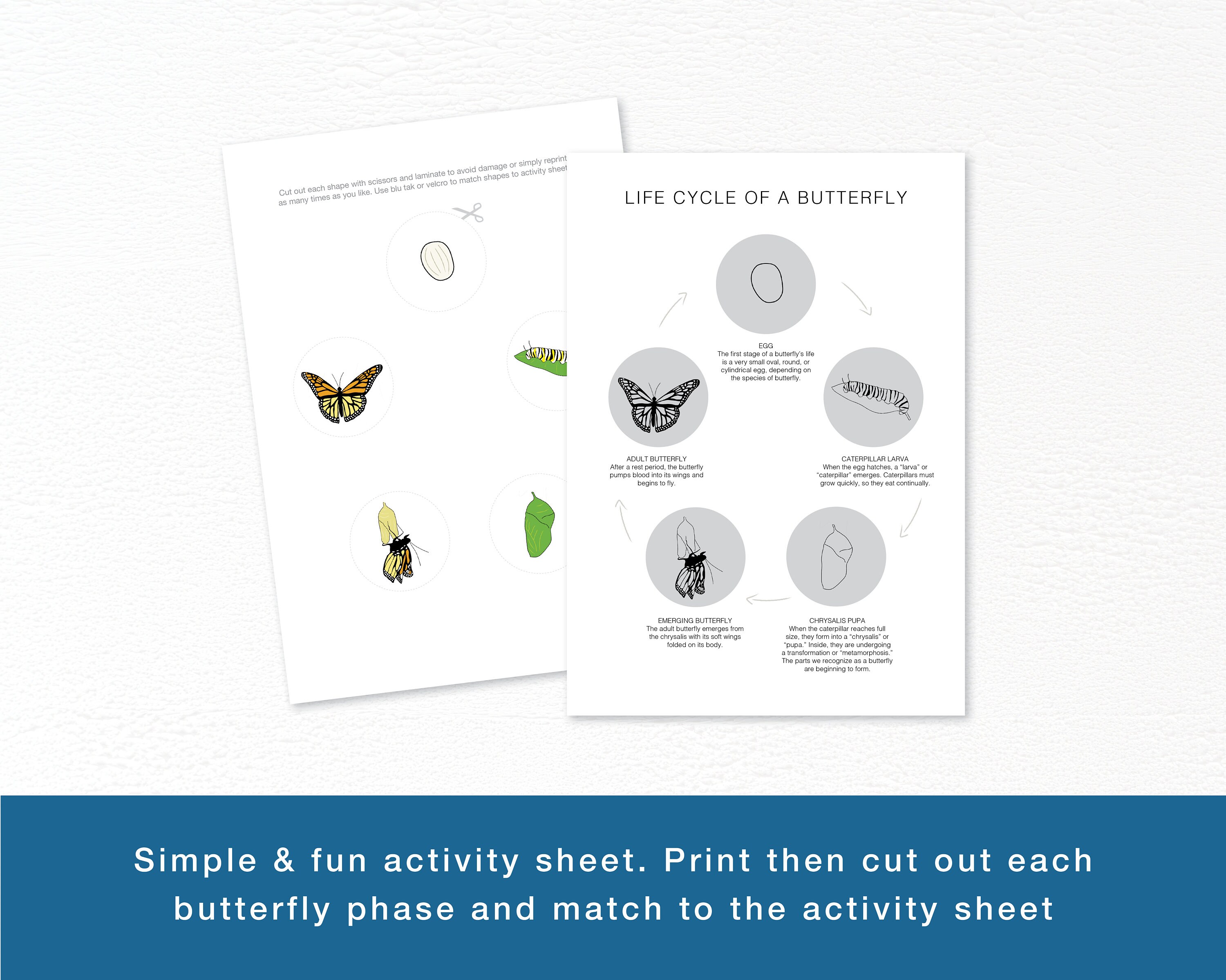 Life Cycle of a Butterfly Cut & Match Activity Sheet Education School ...