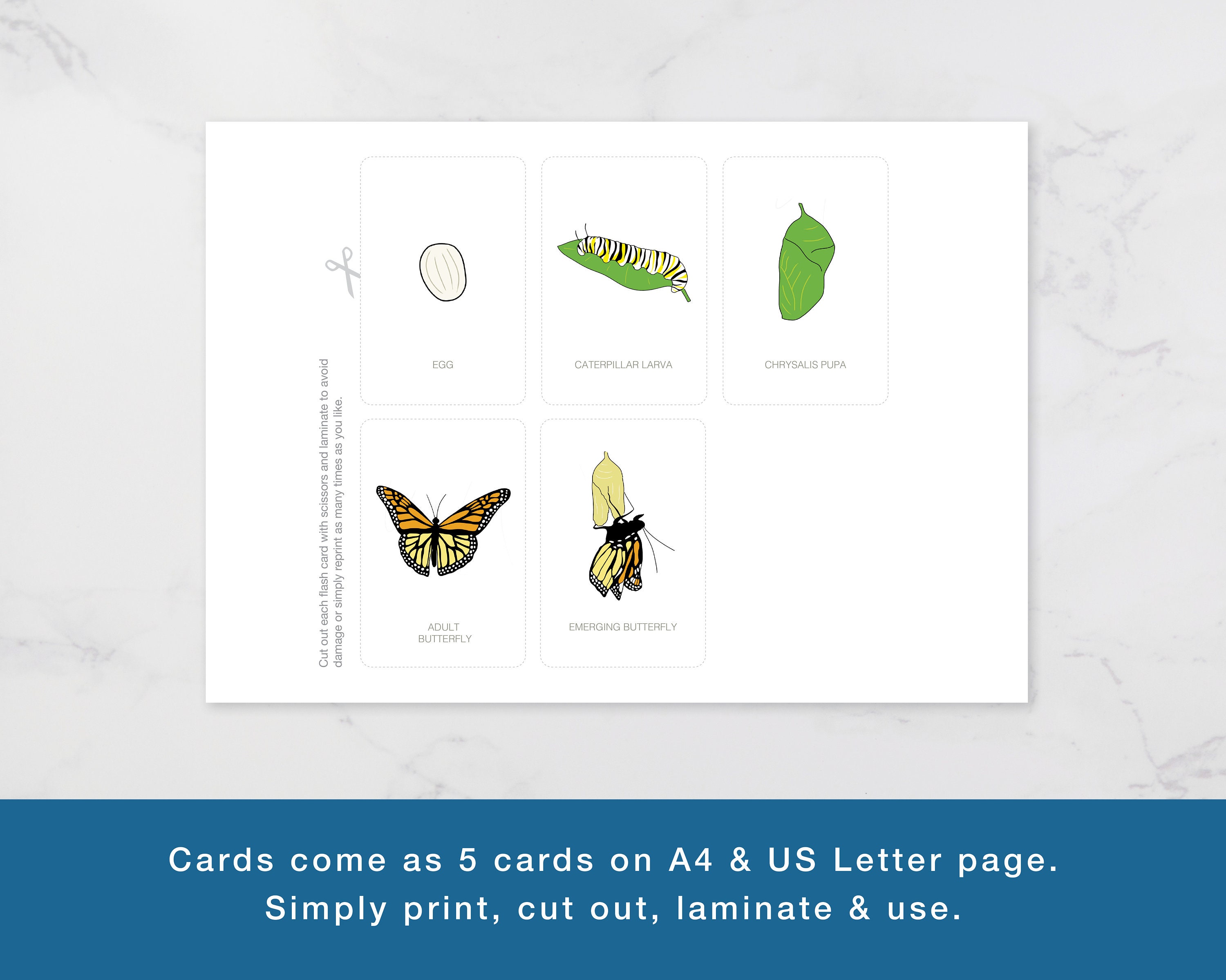 Life Cycle of a Butterfly Flash Cards Digital Download, Instant Print ...