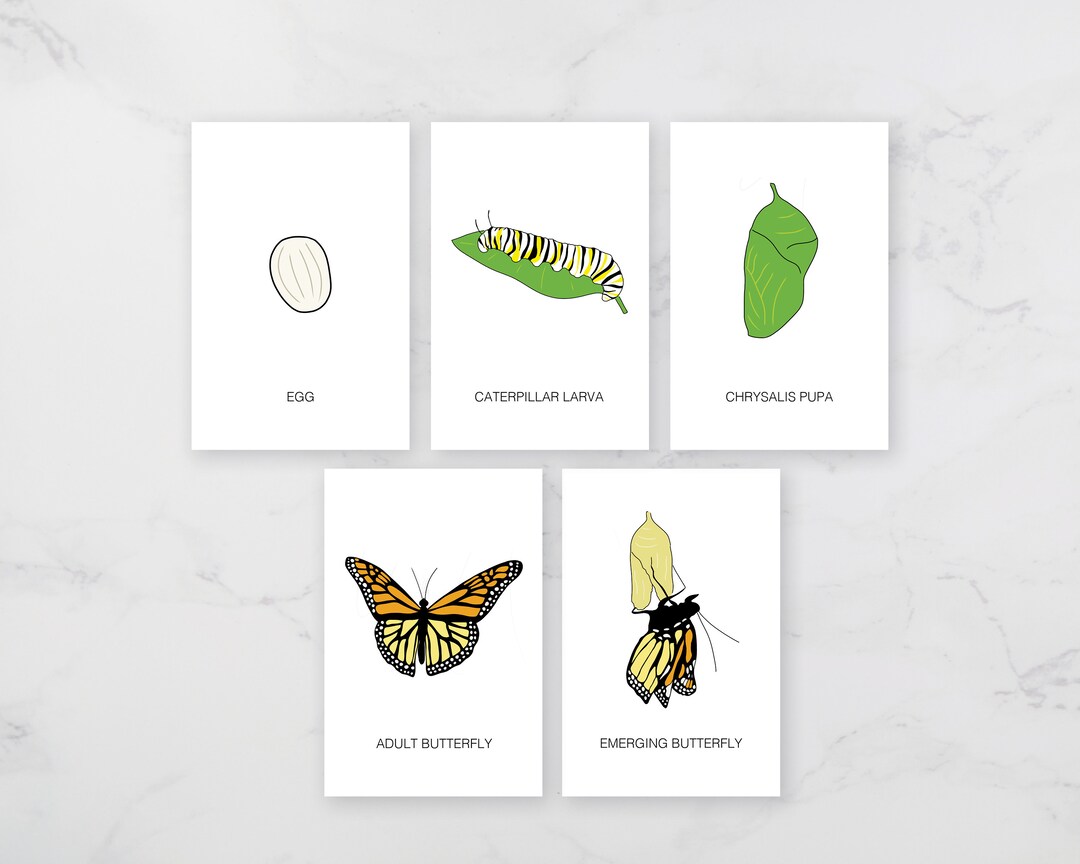 Life Cycle of a Butterfly Flash Cards Education School Activity - Etsy