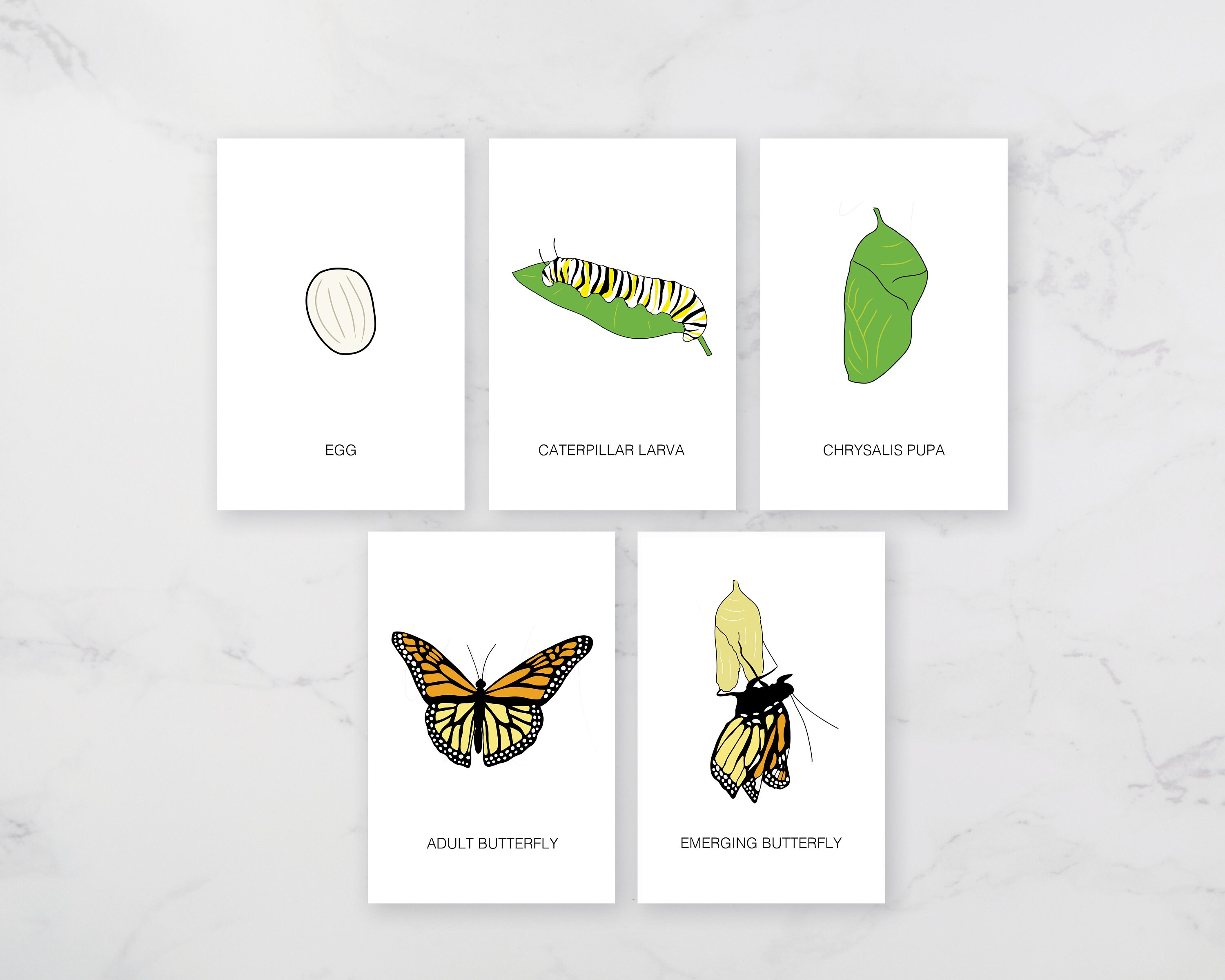 Life Cycle of a Butterfly Flash Cards Education School Activity - Etsy