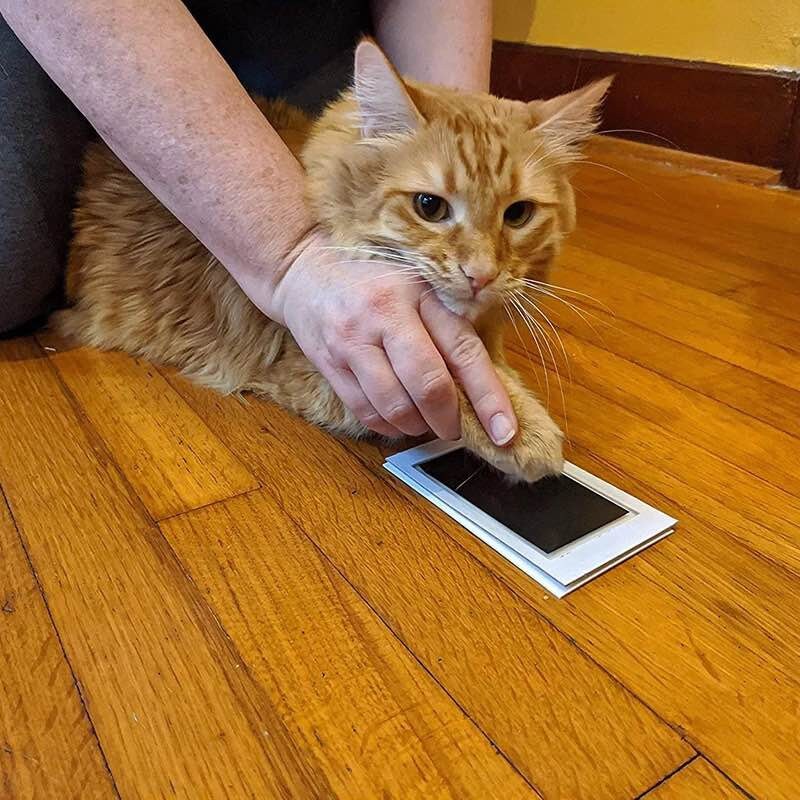 Paw Print Ink Pad / Baby Foot Ink Pad/ Hand Ink Pad - Etsy