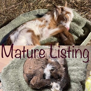 Mummified Lamb - Etsy