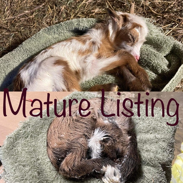 Taxidermy Specimen - Etsy