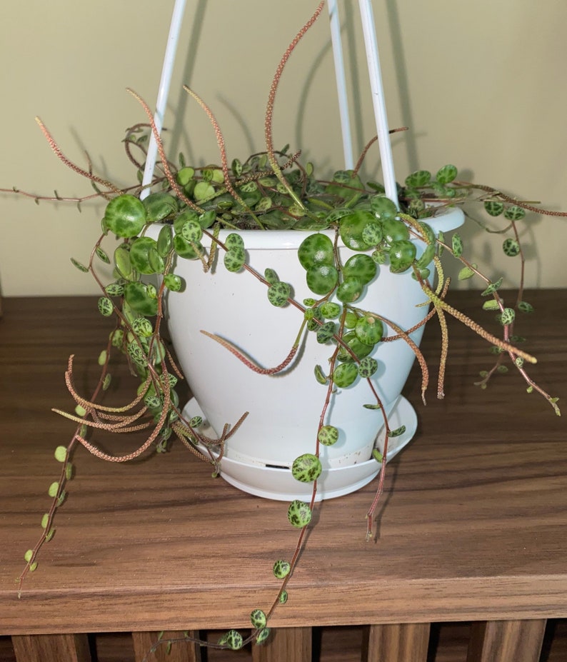 String of Turtles Trailing Houseplant Hanging Basket 4.5” - Etsy