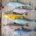Portuguese Ceramic Fish / Peixe De Cerâmica / Ceramic Fish / Ceramic ...