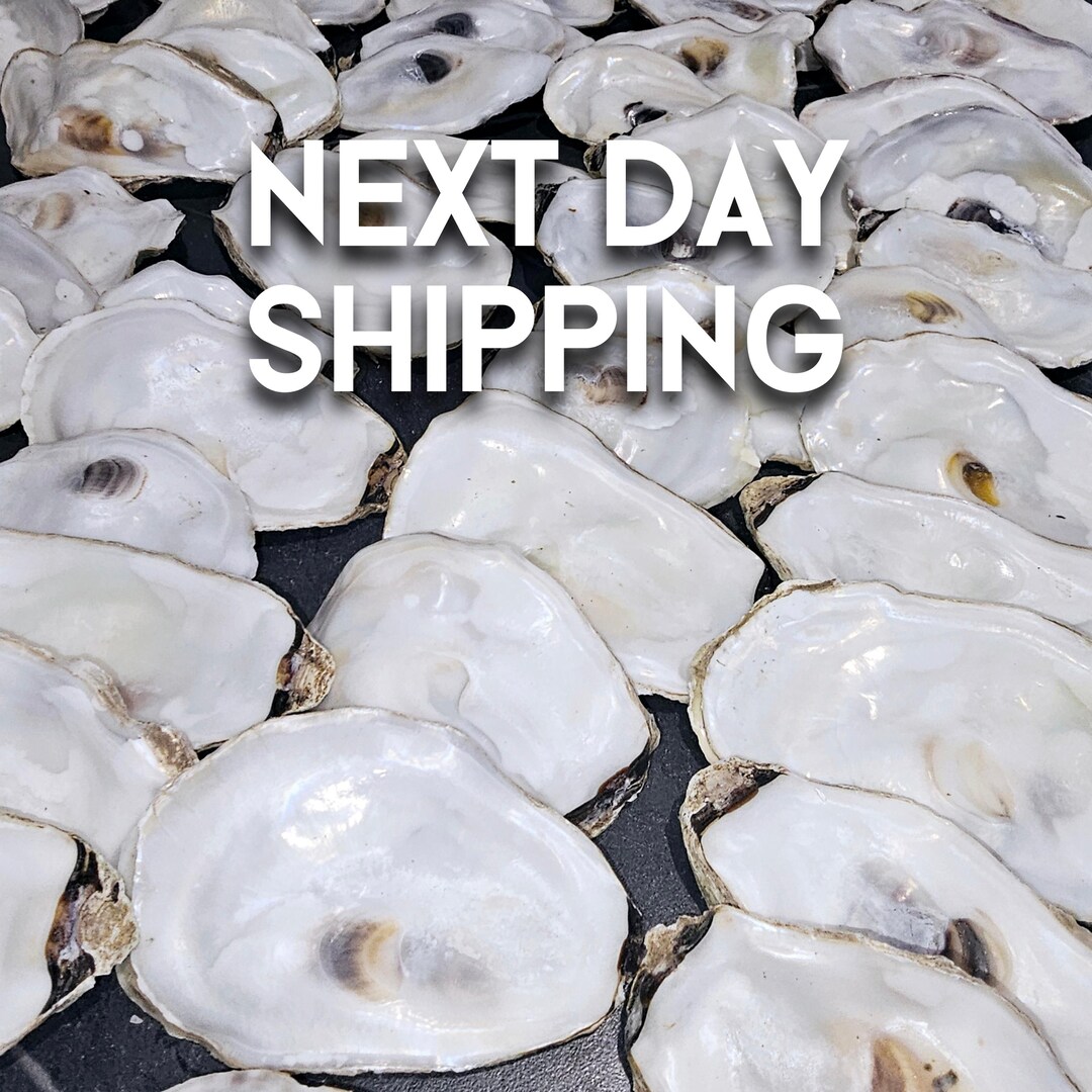 Oyster Shell Lids flats 10 100 Shells COMBO SIZE for Decor, Terrariums ...