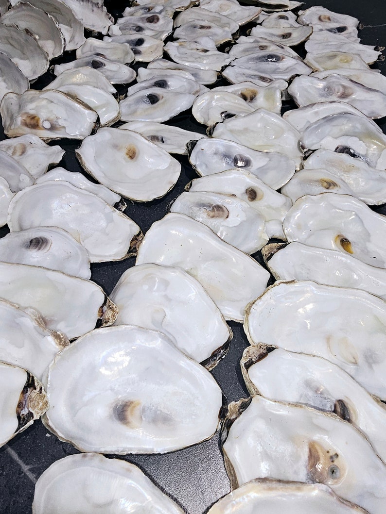 20 Oyster Shells COMBO Free Delivery, BULK 2 4 Inch 10 Cups & 10 Flats ...