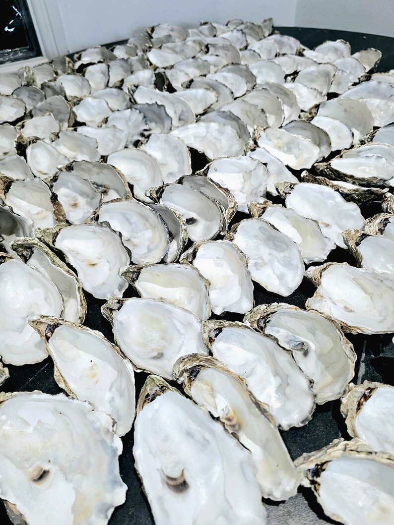 20 Oyster Shells COMBO Free Delivery, BULK 2 4 Inch 10 Cups & 10 Flats ...