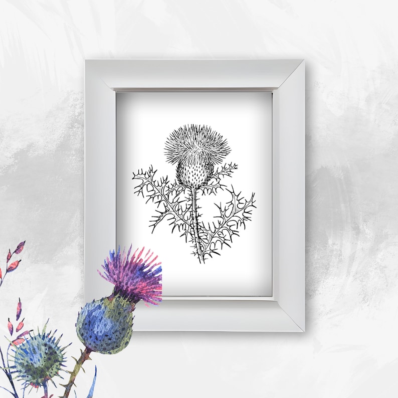 Black and White Scottish Thistle | Digital Download Print | Scottish ...