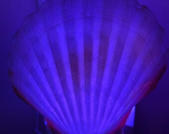 Seashell Night Light - Etsy