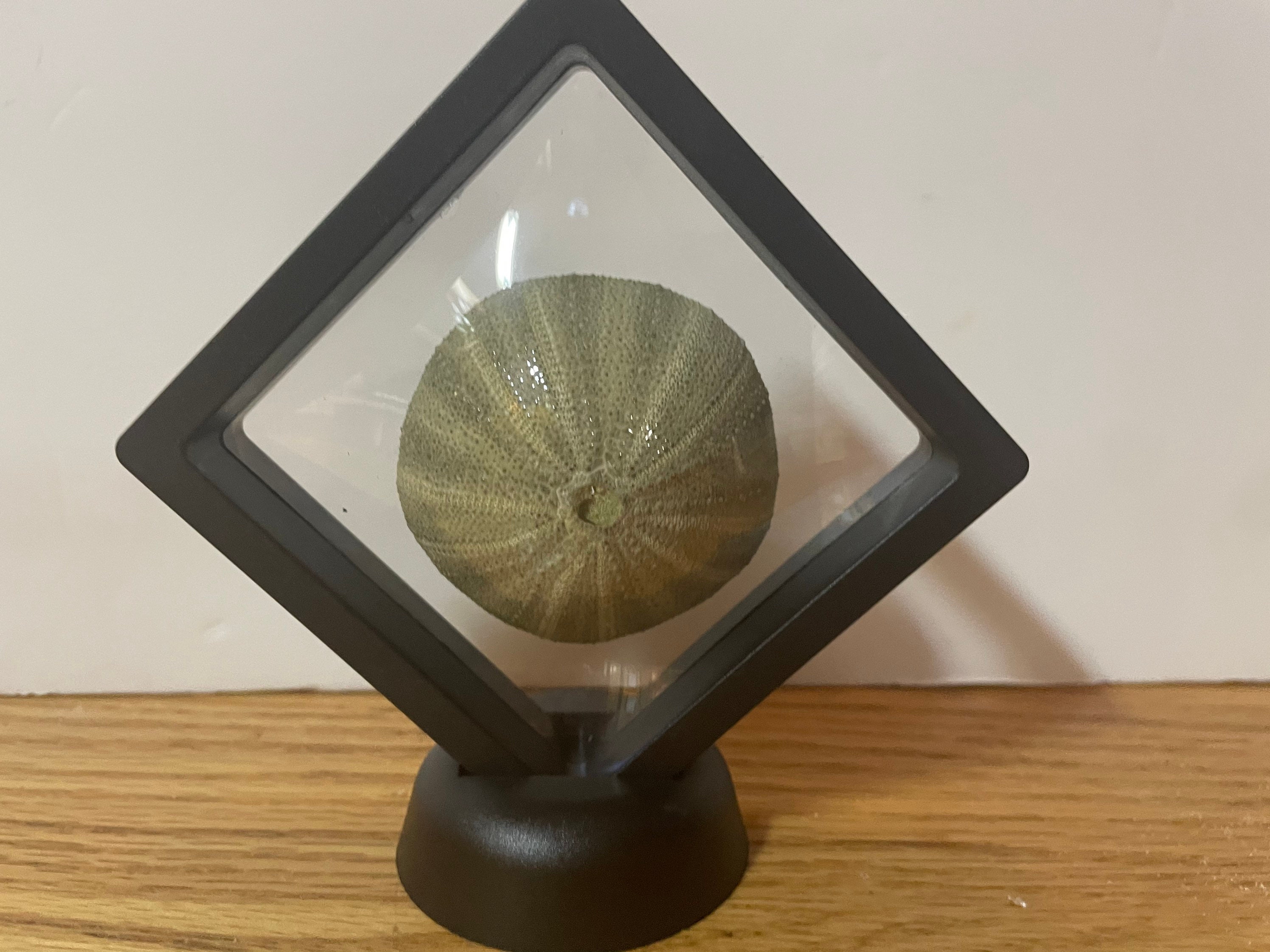 Floating Display - Etsy