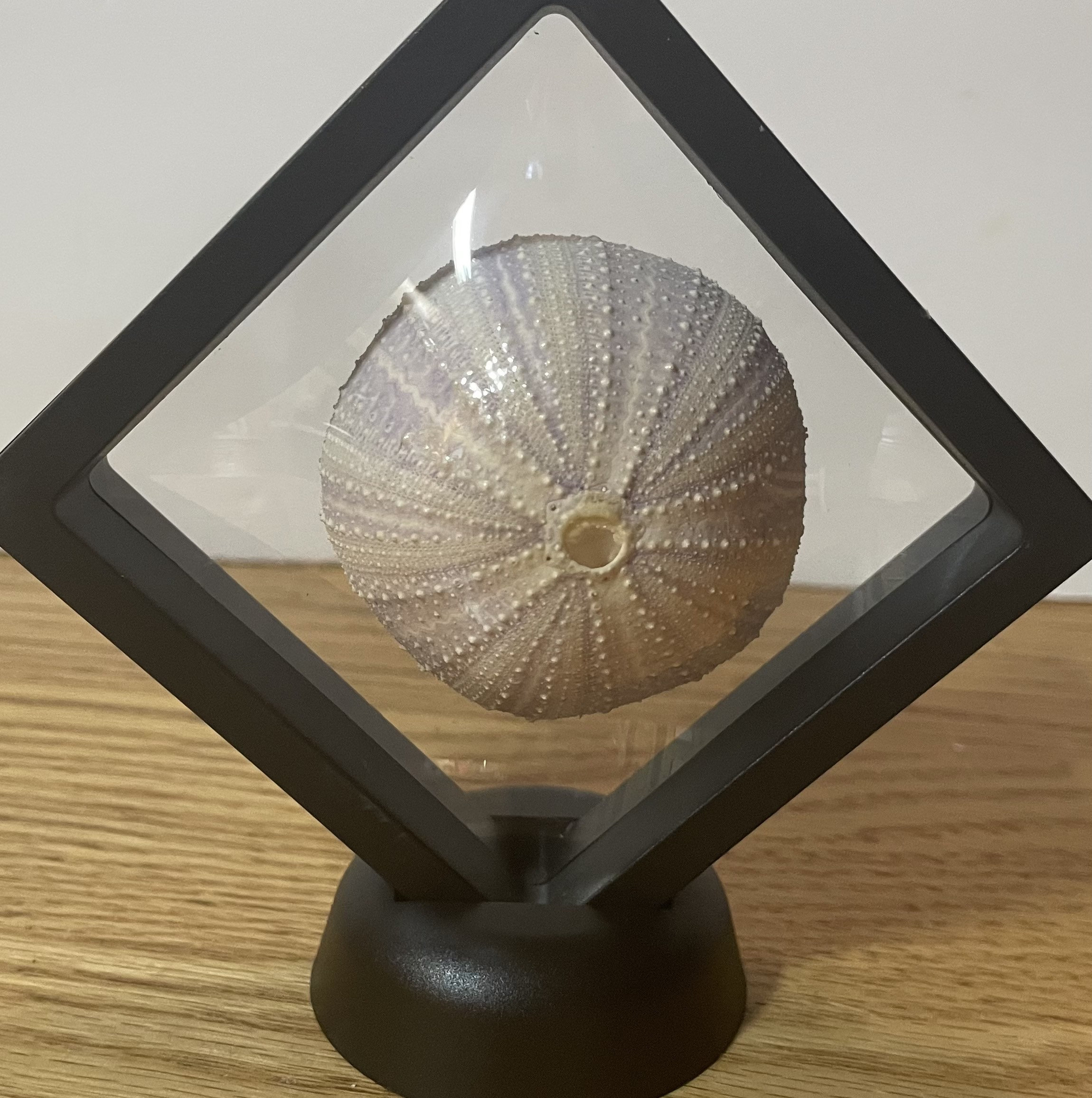 Floating Display - Etsy