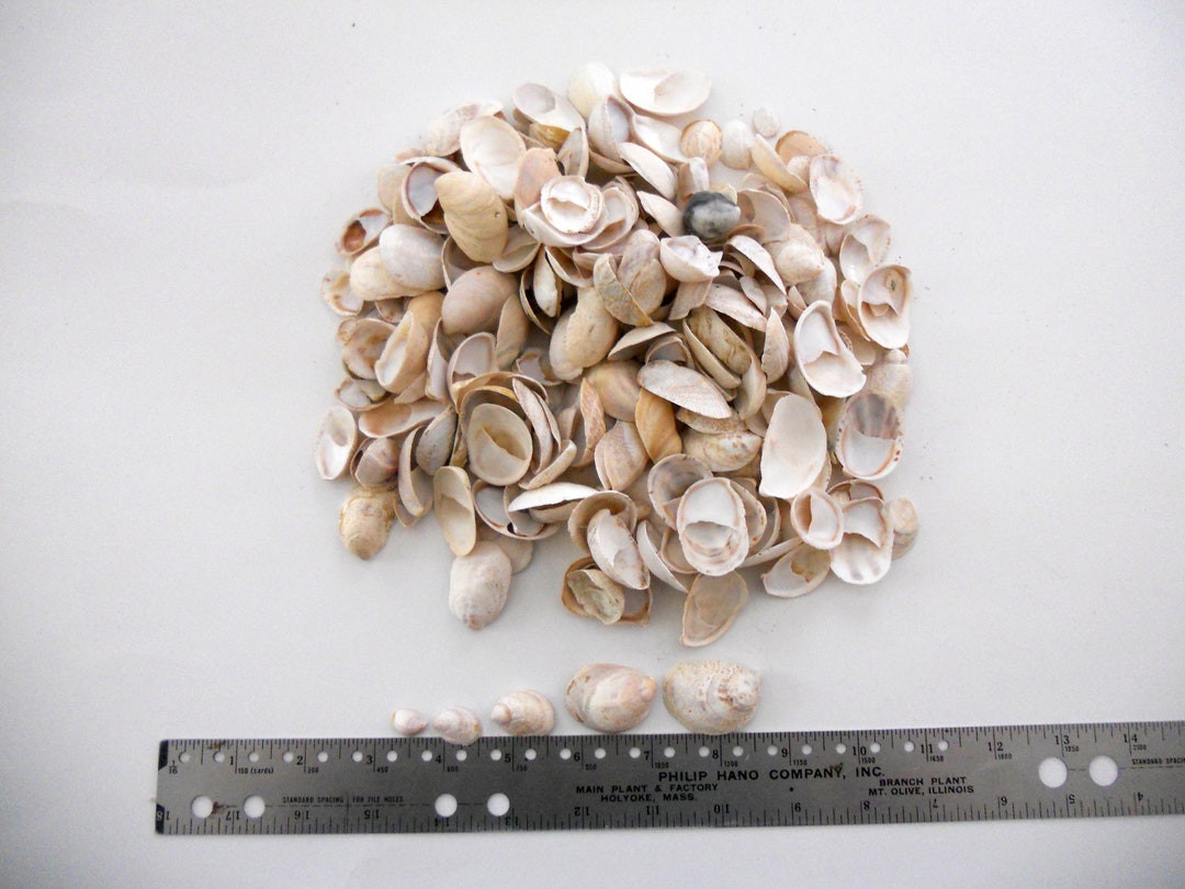 207 Slipper Shells/ Medium to Small - Etsy