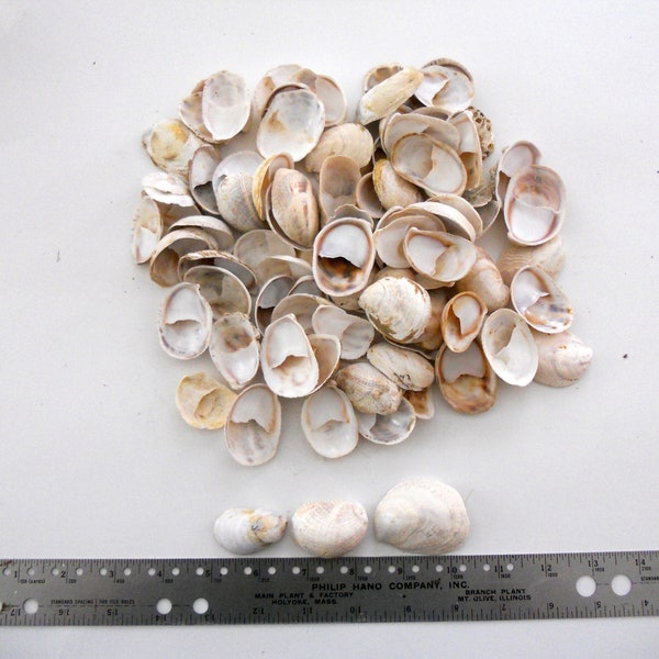 Slipper Shells - Etsy