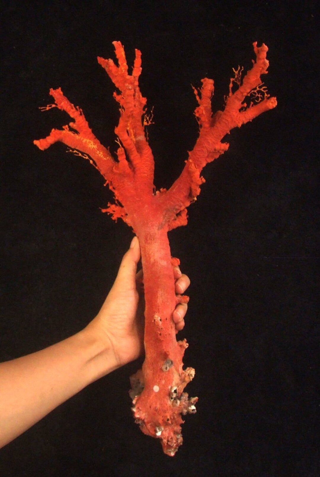 BIG Natural Red Coral, Branches of Coral, Undyed, Unpolished 729gr (S ...