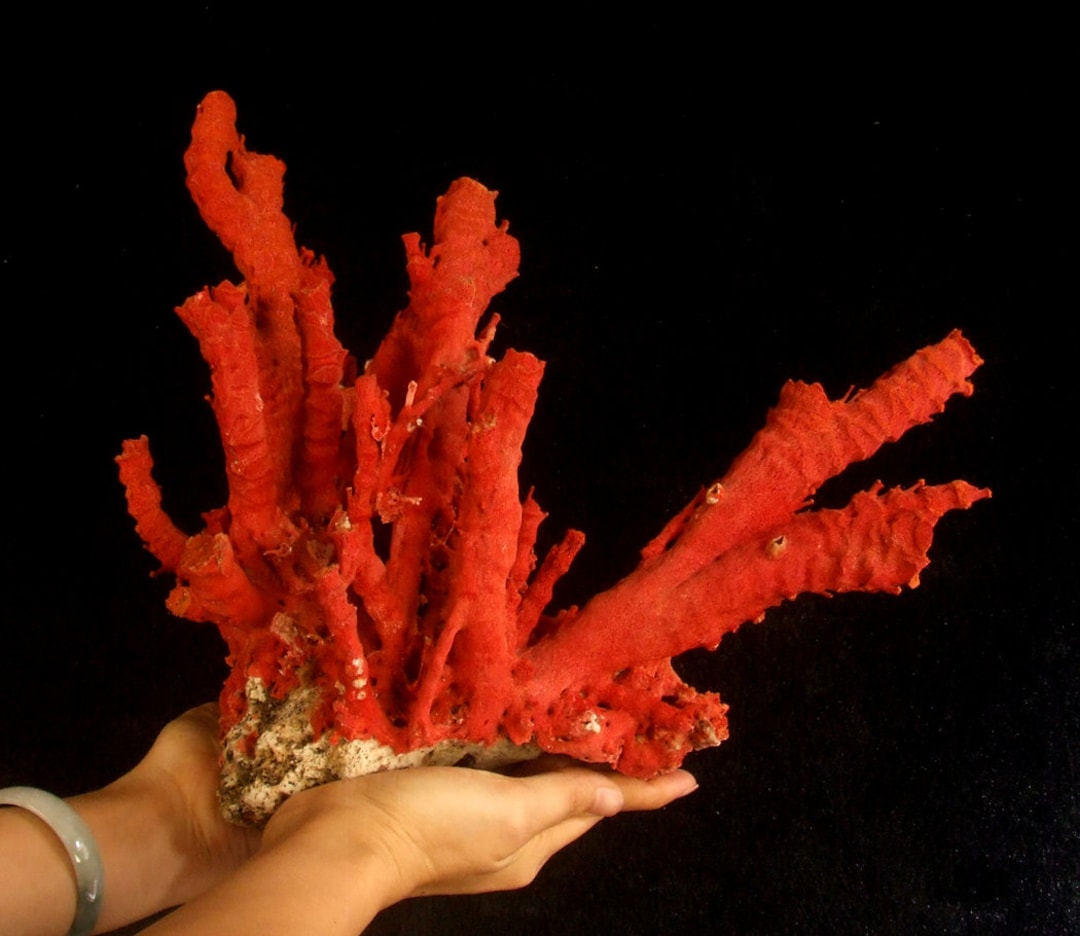 Natural Red Coral, Branches of Coral, Coral Tree, Coral Reef Cluster ...