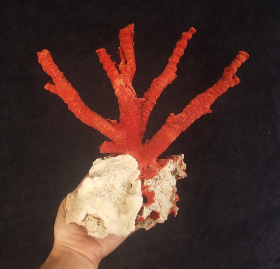 Natural Red Coral, Branches of Coral, Coral Tree, Coral Reef Cluster ...