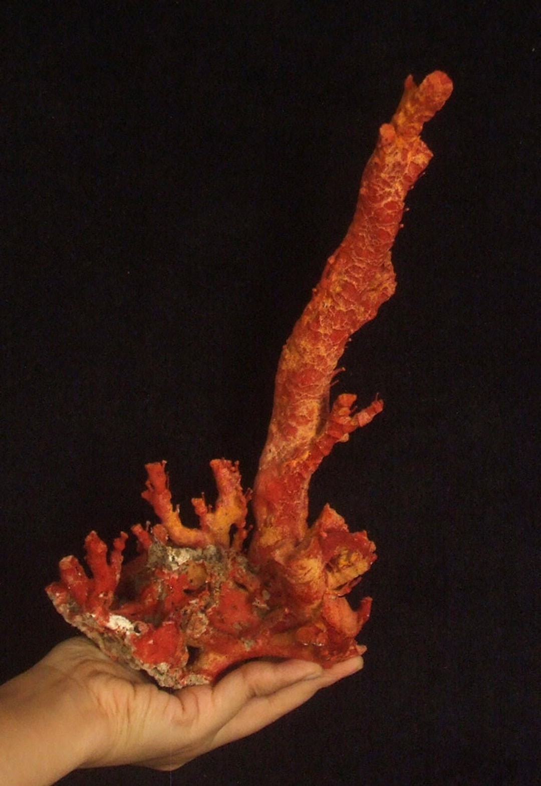 Natural Red Coral, Branches of Coral, Undyed, Unpolished 360gr S-148 - Etsy