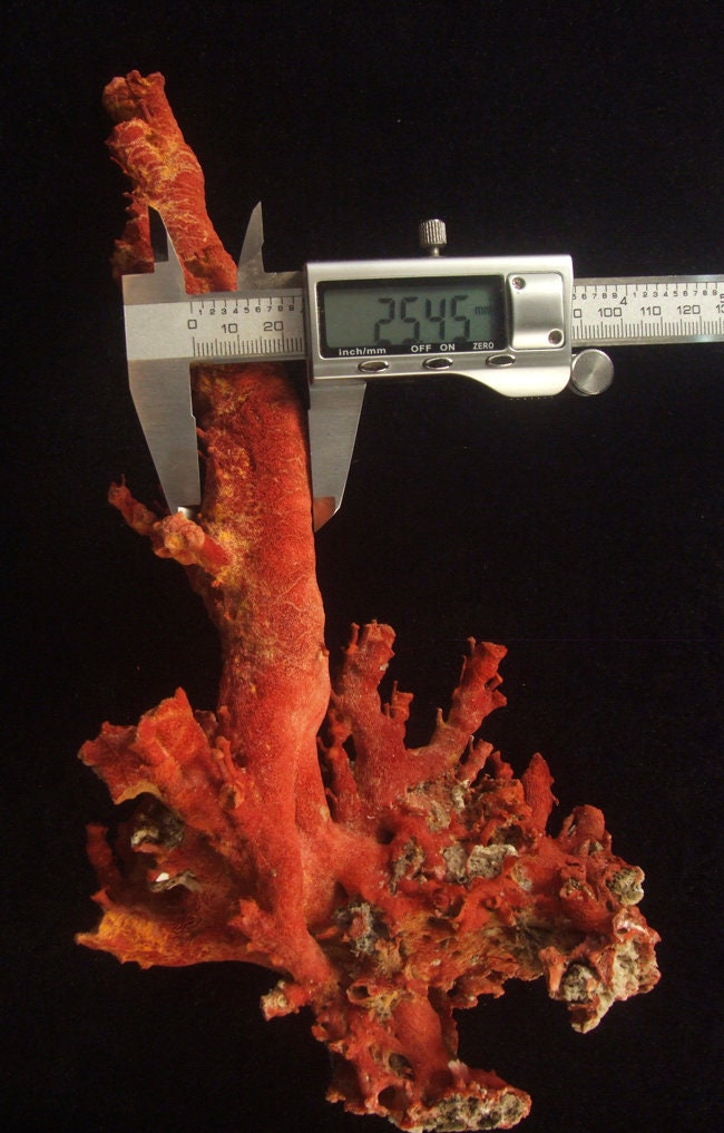 Natural Red Coral, Branches of Coral, Undyed, Unpolished 360gr S-148 - Etsy