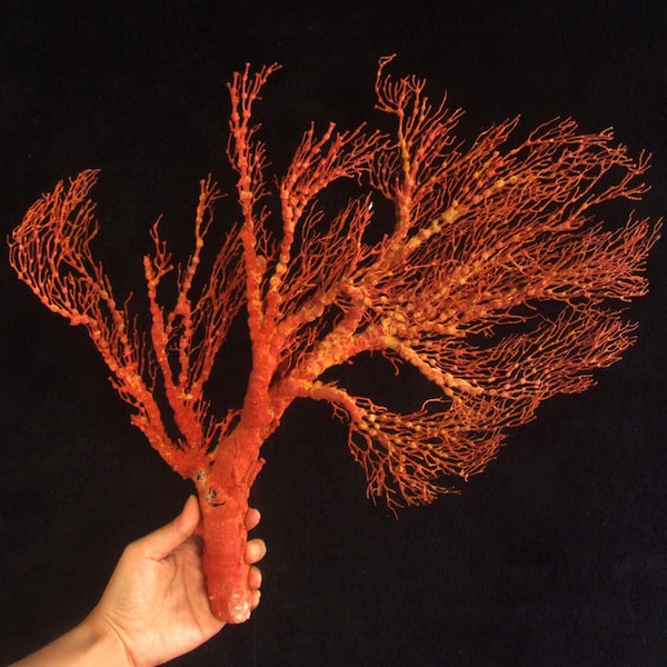 Natural Red Coral - Etsy