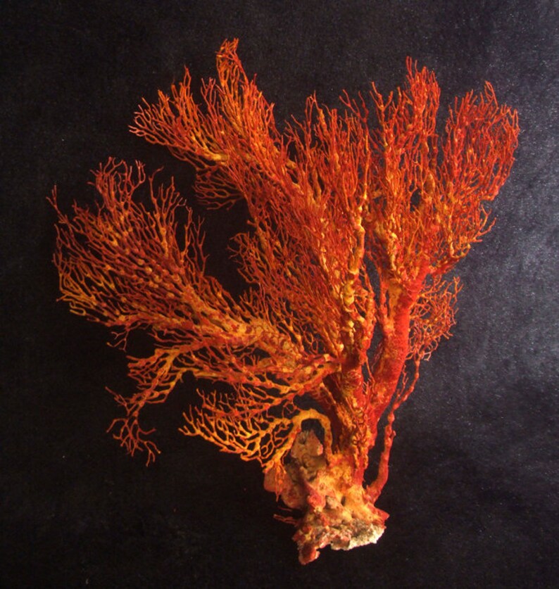 Natural Red Coral, Branches of Coral, Coral Tree, Coral Reef Cluster ...