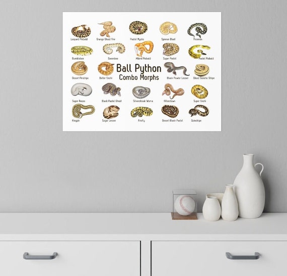 Ball Python Morphs Poster