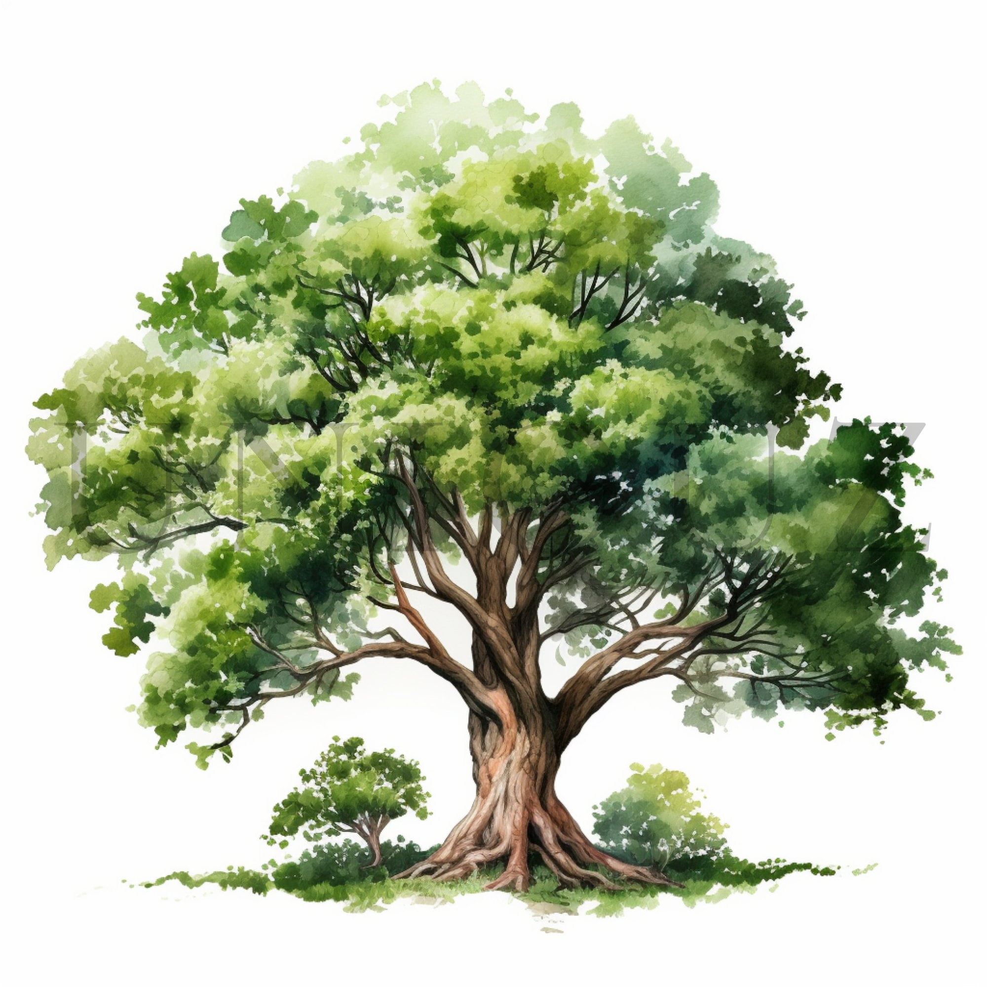 Watercolor Tree Clipart 13 High Quality Jpgs Digital Download Tree ...