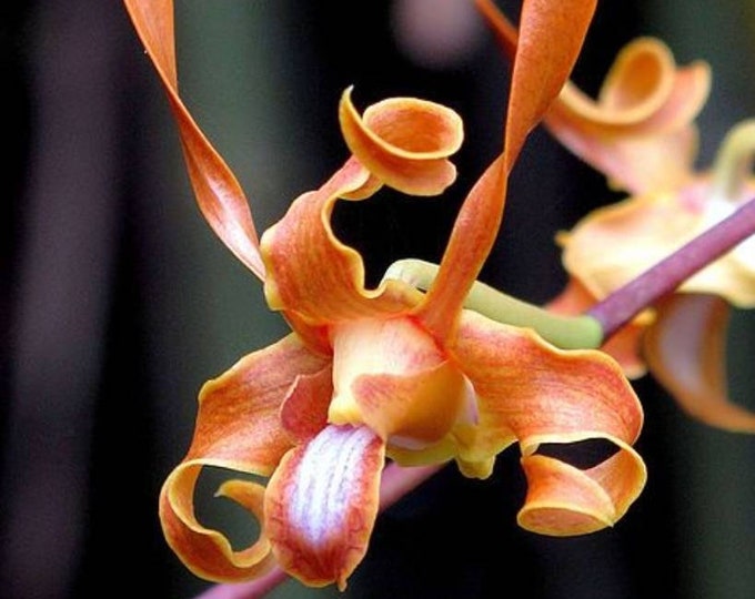 Dendrobium Tangerinum Hybrid Orchid Plant Intermediate Size Bare Root ...