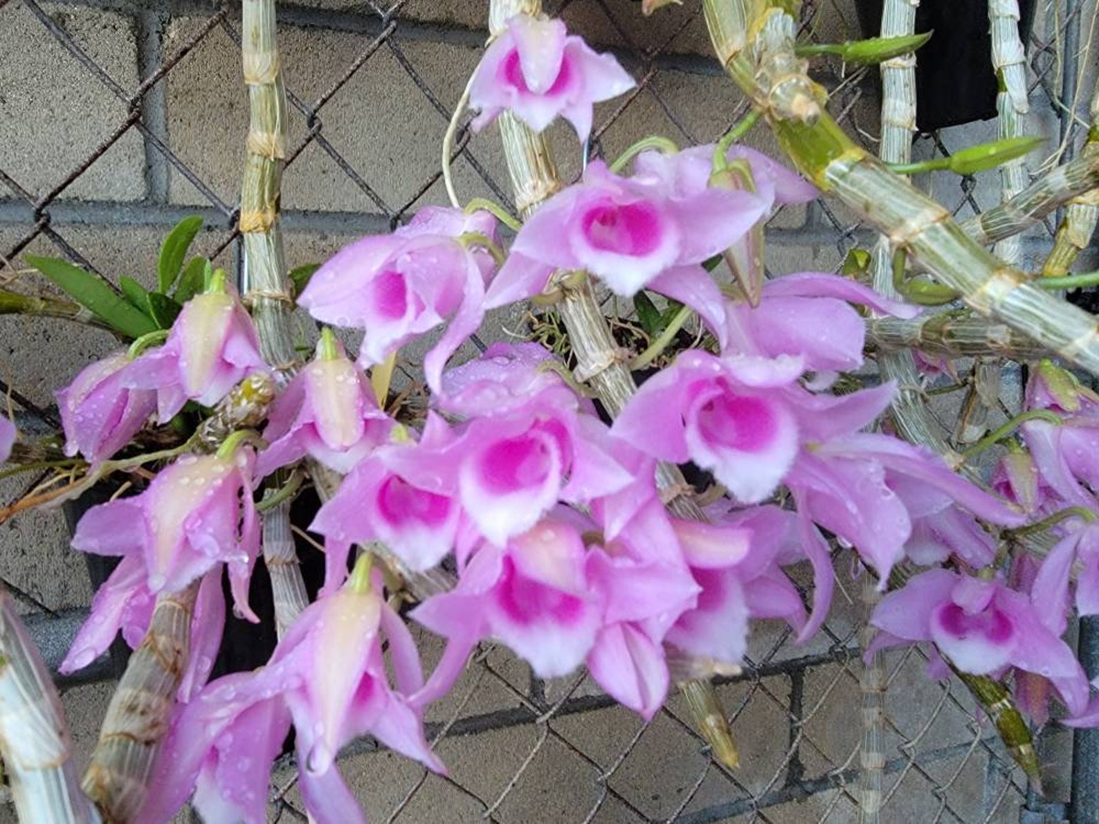 HonoHono Orchid Plant Lavender Purple Dendrobium | Etsy