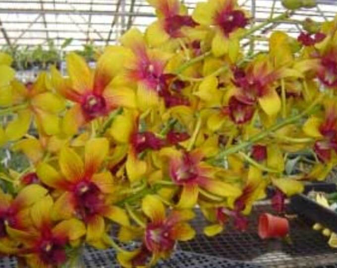 Dendrobium Paskal Kuning Sheldon Am/aosintermediate Starter Orchid ...